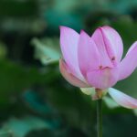 From Paris: Half Day Giverny Monet's Gardens Tour - The Practicalities and Value