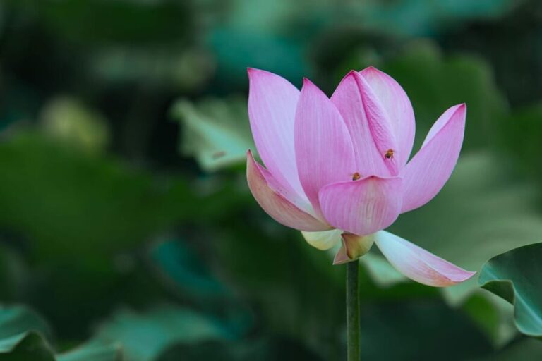 From Paris: Half Day Giverny Monet's Gardens Tour - The Practicalities and Value