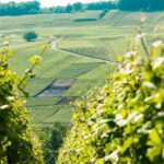 From Paris: Small-Group Champagne Day Trip with Six Tastings - Key Points