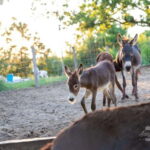 From Podgorica: Donkey Farm Visit - A Closer Look at the Donkey Farm Experience