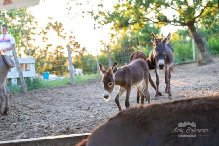 From Podgorica: Donkey Farm Visit - A Closer Look at the Donkey Farm Experience