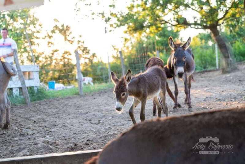 From Podgorica: Donkey Farm Visit - A Closer Look at the Donkey Farm Experience