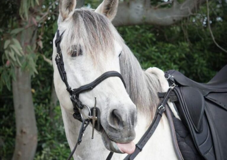 From Pompeii: Mount Vesuvius Horseback Riding Tour - Who Will Appreciate This Tour?