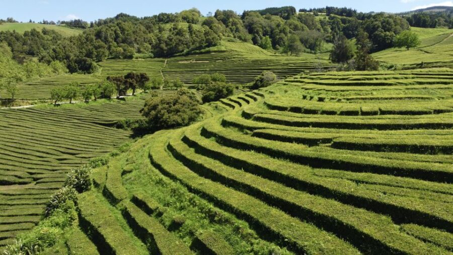 From Ponta Delgada: Furnas Guided Day Trip & 4x4 Adventure - Exploring Furnas: A Close-Up