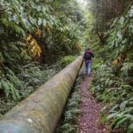 From Ponta Delgada: Guided Walking Tour to Salto do Cabrito - What Makes This Tour Stand Out