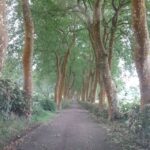 From Ponta Delgada: Nordeste 4x4 Guided Day Trip & Lunch - What’s Included and What to Consider