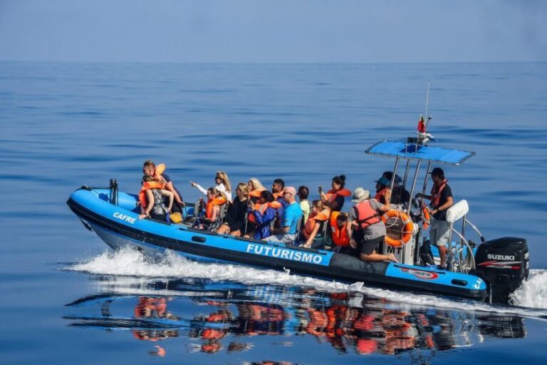 From Ponta Delgada: Whale and Dolphin Watching Trip - Why This Tour Offers Great Value