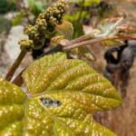 From Porto: 2 Wine Regions, Farm-to-Table Lunch & Boat - Detailed Breakdown of the Itinerary