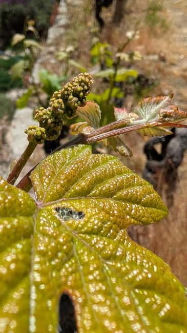 From Porto: 2 Wine Regions, Farm-to-Table Lunch & Boat - Detailed Breakdown of the Itinerary