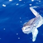 From Porto Ercole: Giannutri Island Snorkeling Boat Trip - Key Points