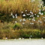 From Porto to Aveiro: Cruise, Aves, Salinas, Costa Nova, and Vista Alegre - The Practical Side — What You Need to Know