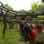 From Positano: Amalfi Coast Tour and Wine Tasting with Lunch - Detailed Breakdown of the Itinerary