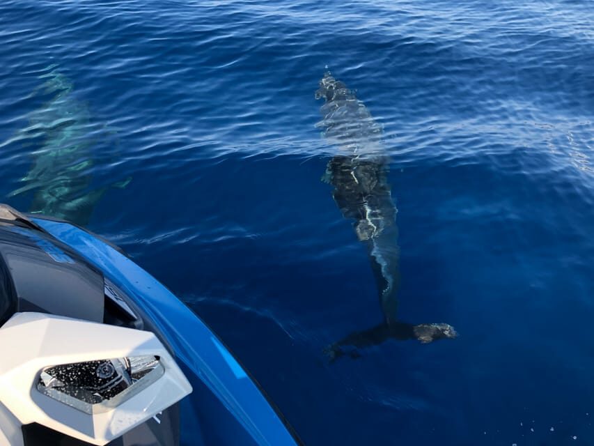 From Propriano, Jetski tour Cala d' Aguillia - 2 h - Who Would Love This Tour?