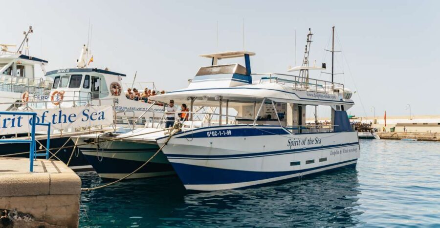 From Puerto Rico de Gran Canaria: Dolphin Watching Cruise - Wildlife Encounters: What to Expect