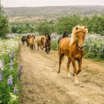 From Reykjavík: Icelandic Horse Riding Tour in Lava Fields - What to Expect on the Tour