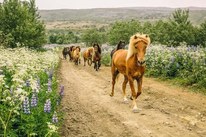 From Reykjavík: Icelandic Horse Riding Tour in Lava Fields - What to Expect on the Tour