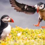 From Reykjavik: Puffin and Volcano Tour in Westman Islands - The Experience Everything: Value, Logistics, and Tips