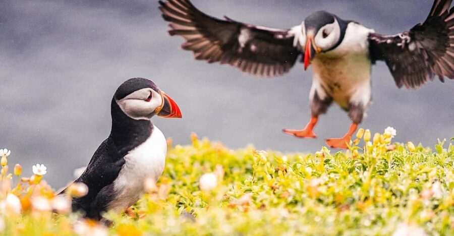 From Reykjavik: Puffin and Volcano Tour in Westman Islands - The Experience Everything: Value, Logistics, and Tips