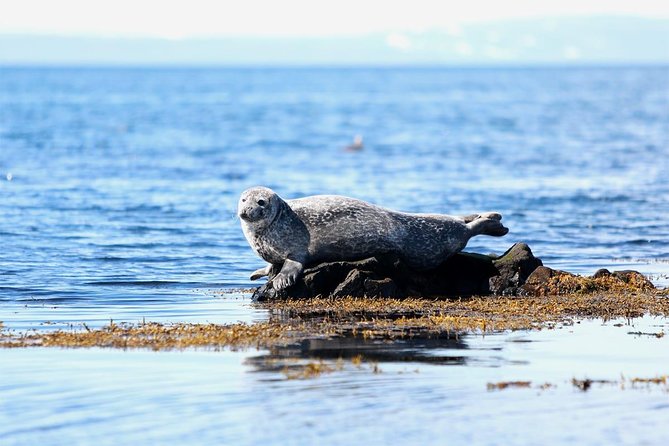 From Reykjavik: Snaefellsness Peninsula small group day tour - Key Points
