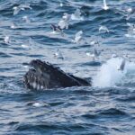 From Reykjavik: Whale Watching Tour - The Scenic Coastal Landscape