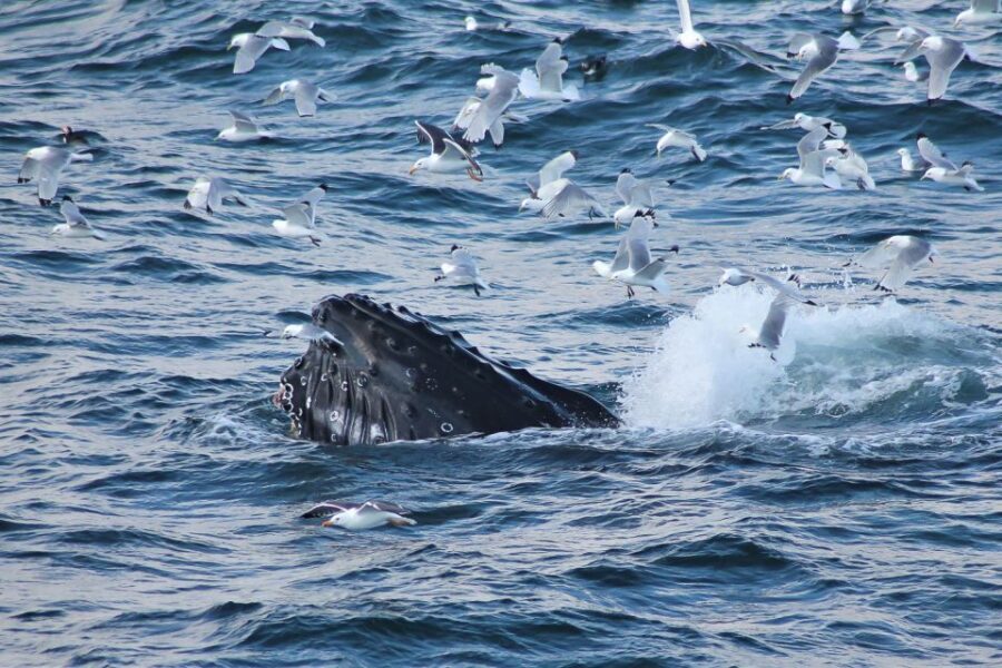 From Reykjavik: Whale Watching Tour - The Scenic Coastal Landscape
