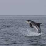 From Reykjavik: Whales and Northern Lights Boat Tour - The Experience: A Closer Look