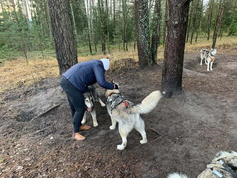 From Riga: Husky Sledding or Wheel Kart Tour - Who Will Love This Tour?
