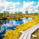 From Riga: Trip to Kemeri National Park & Jurmala - First Stop: Kemeri Bog Boardwalk and Observation Tower