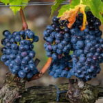 From Roma: Montepulciano and Montalcino, on the Wine Routes - An In-Depth Look at the Tour Itinerary