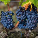 from Rome Montepulciano and Montalcino, the Wine Routes - Transportation and Group Size