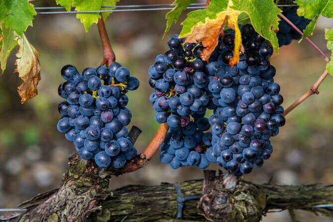 from Rome Montepulciano and Montalcino, the Wine Routes - Transportation and Group Size