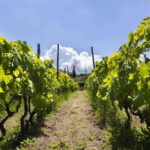 From Rome: Small Group Frascati Wine Tasting and Food Tour - Who Will Love This Tour?