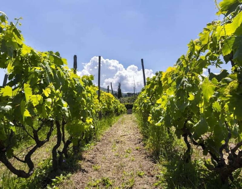 From Rome: Small Group Frascati Wine Tasting and Food Tour - Who Will Love This Tour?