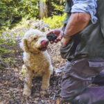 From Rome: Truffle Hunt and Wine Tasting in Umbria - A Closer Look at the Tour Experience