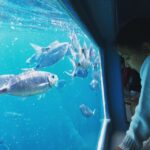 From Roses: Cap Norfeu Boat Cruise & Swimming - The Value and Practical Considerations