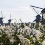 From Rotterdam: Kinderdijk, Delft & The Hague Private Tour - What the Tour Includes and Why It Matters