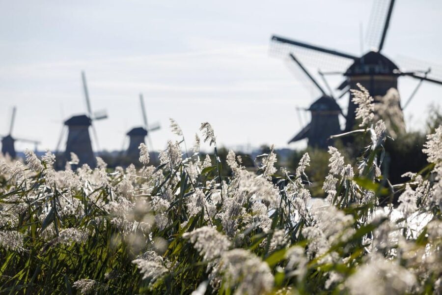From Rotterdam: Kinderdijk, Delft & The Hague Private Tour - What the Tour Includes and Why It Matters