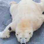 From Rovaniemi: Ranua Wildlife Park Experience - Final Thoughts: Is This Tour Worth It?