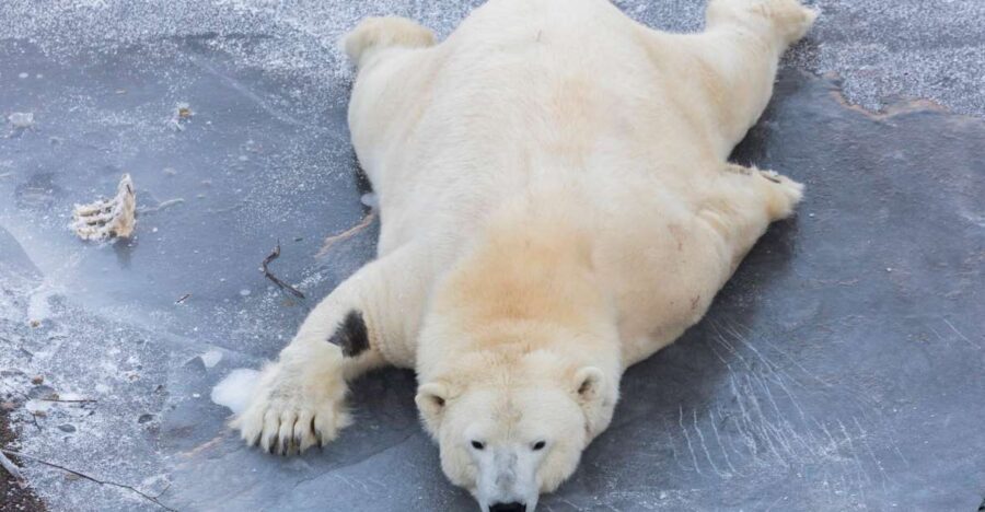 From Rovaniemi: Ranua Wildlife Park Experience - Final Thoughts: Is This Tour Worth It?