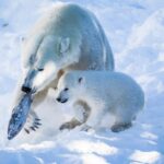 From Rovaniemi: Visit Wildlife Park in Ranua - What Sets This Tour Apart