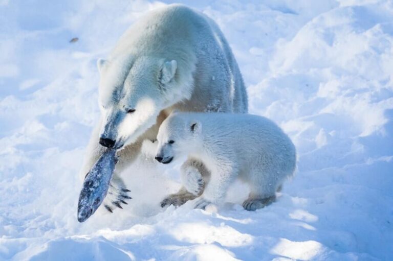 From Rovaniemi: Visit Wildlife Park in Ranua - What Sets This Tour Apart