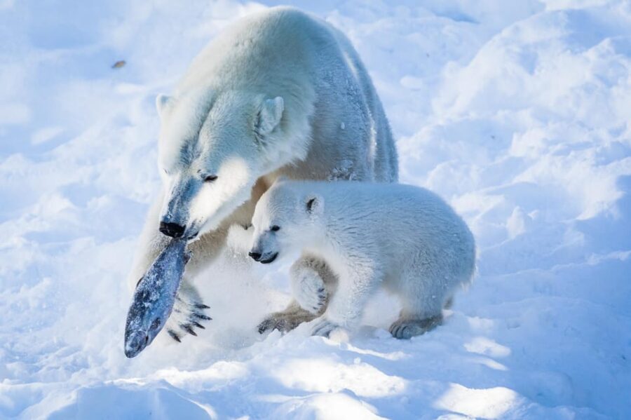 From Rovaniemi: Visit Wildlife Park in Ranua - What Sets This Tour Apart