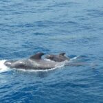 From San Juan beach : Marine Life Cruise - An In-Depth Look at the Itinerary