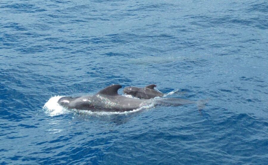 From San Juan beach : Marine Life Cruise - An In-Depth Look at the Itinerary