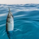 From San Leone: Private Bluefin Tuna Fishing Experience - The Fishing Technique and the Seasonality Factor