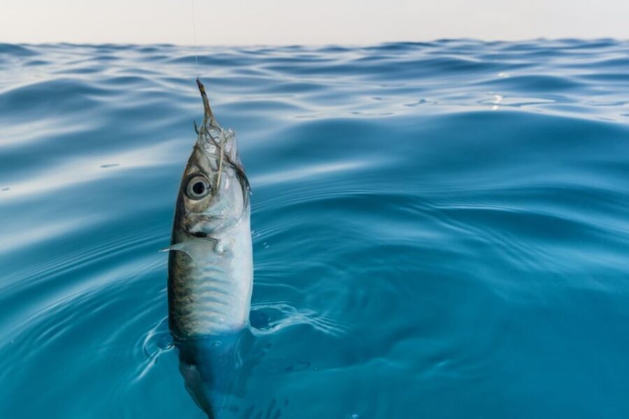 From San Leone: Private Bluefin Tuna Fishing Experience - The Fishing Technique and the Seasonality Factor