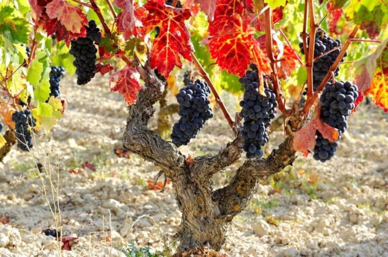 From San Sebastian/Bilbao/Vitoria: La Rioja Wineries Tour - Transport & Duration: Why It Matters