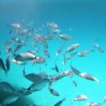 From San Teodoro: sea baptism at Ruja Island - The Value of This Experience