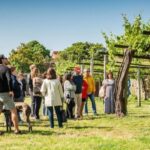 From Santiago: Tour to Rias Baixas with Boat Trip and Winery - A Well-Balanced Day
