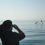 From Sesimbra: Arrábida Dolphin Watching Boat Tour - The Itinerary: What You Can Expect